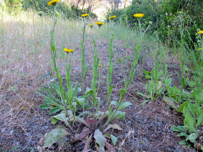 FLORA NEL SALENTO e.. anche altrove: Pulicaria odora (L.) Rchb ...