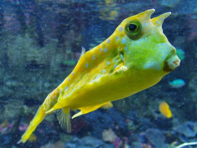 Acuario LPAELZO: LOS 5 PECES MAS RAROS.