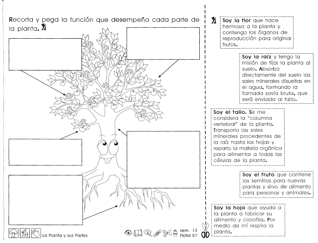Fichas de Primaria: Ficha de las partes del árbol