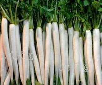 Growing Radishes In Containers: Planting and Harvesting Radishes