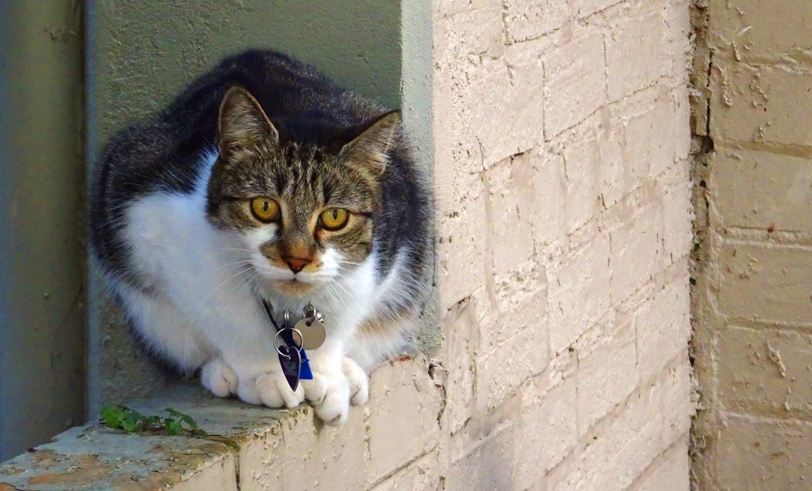 NixPixMix: CAUTIOUS CAT