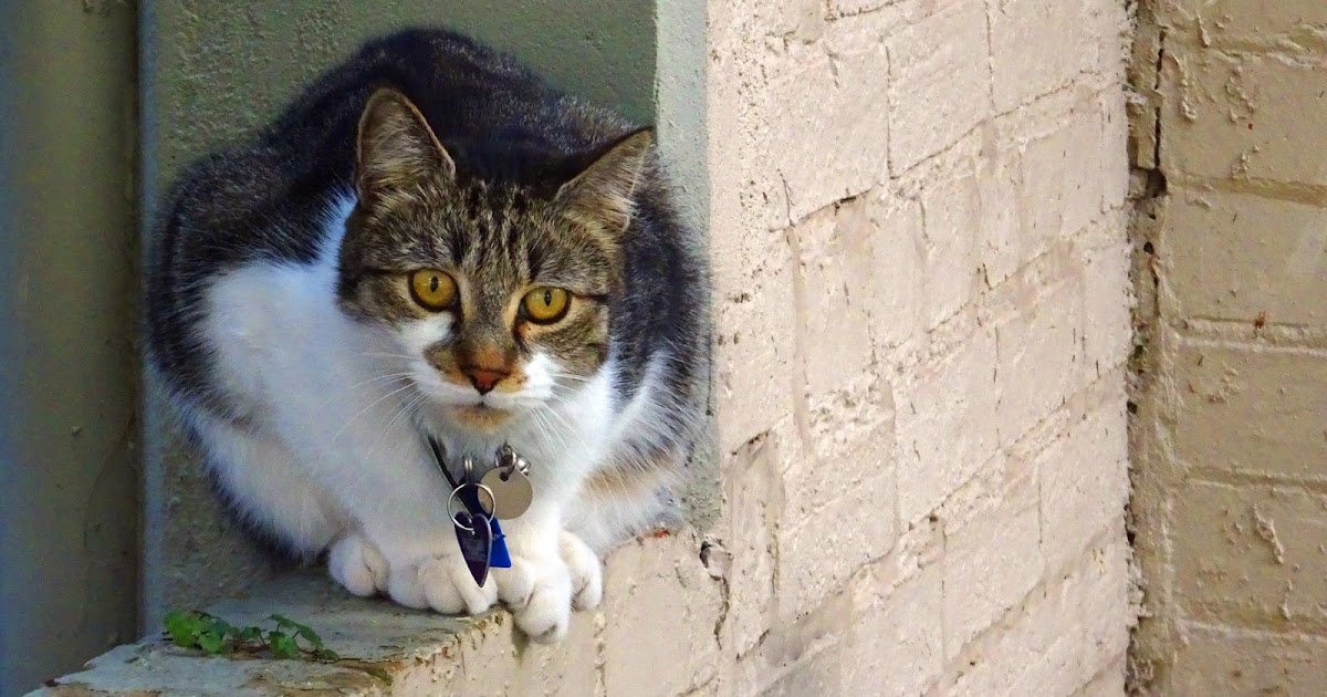 NixPixMix: CAUTIOUS CAT