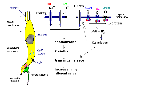 Smell etcetera (Home): Taste