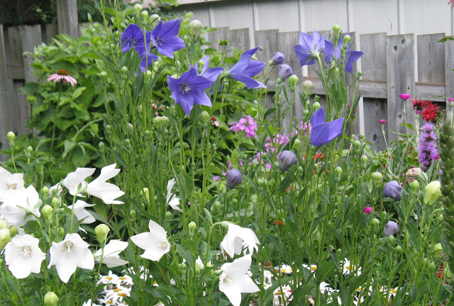 Dan's Gardens: What's Blooming July 19, 2013