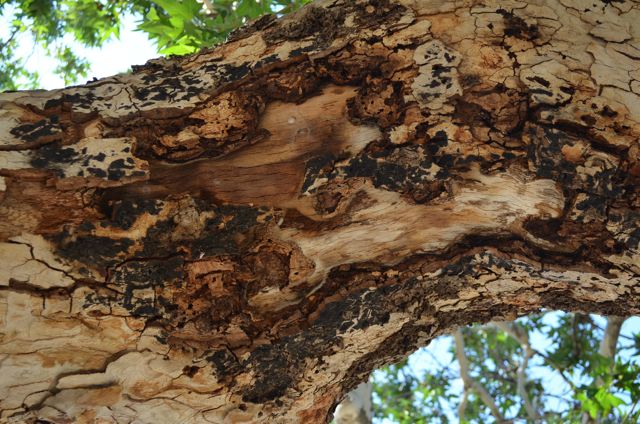 The Madonna Tree on Sierra Highway - The Traveling Thistle