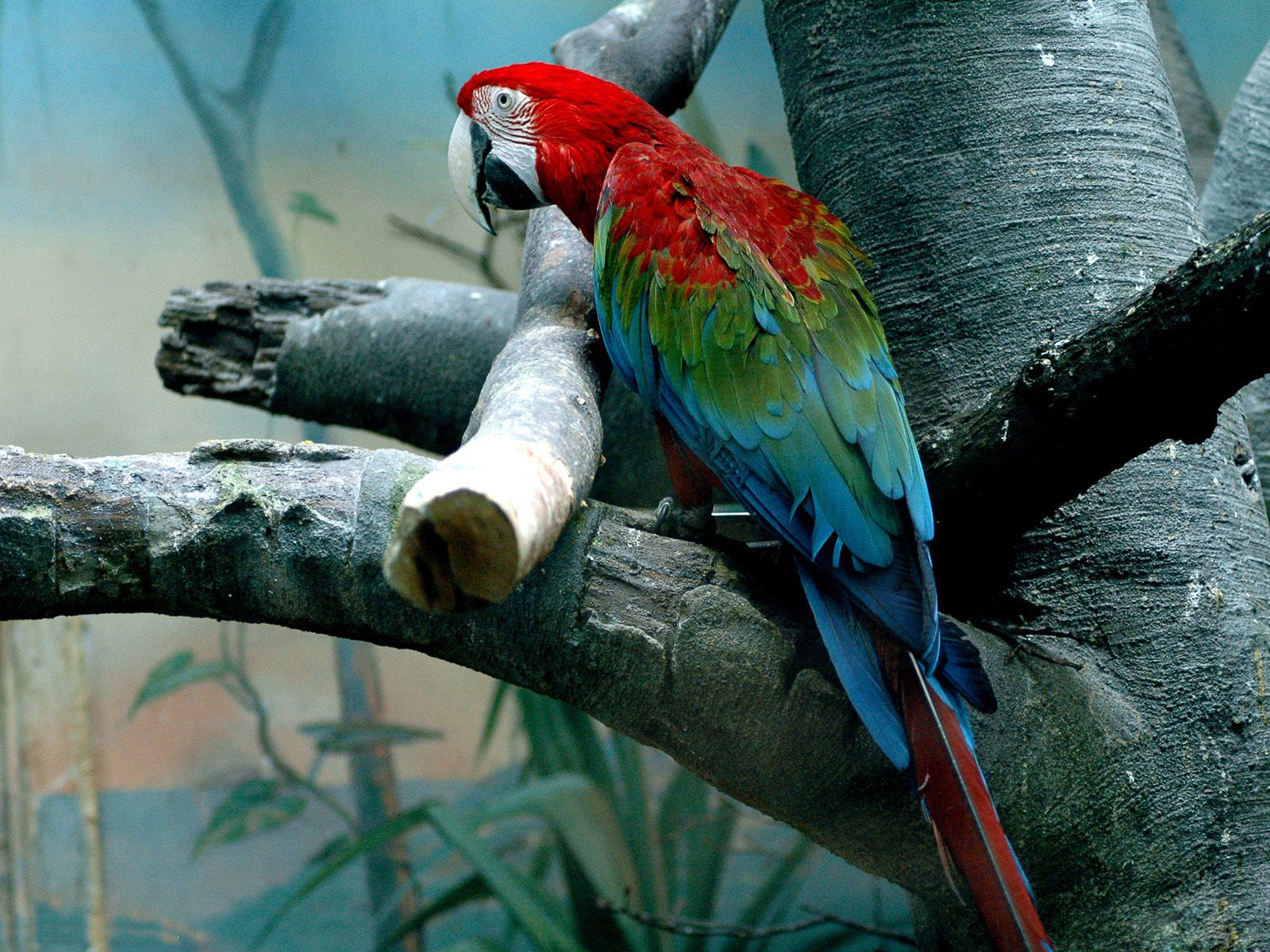 Aves - Hermosas Imágenes de Aves en Alta Definicion - Bird Wallpapers ...