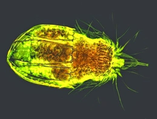 STEFAN LUKETA: FILUM LORICIFERA