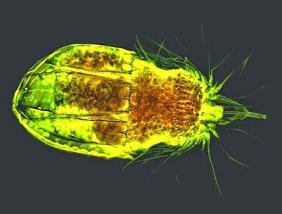 STEFAN LUKETA: FILUM LORICIFERA