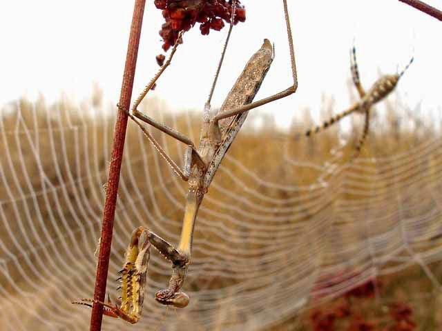Spider vs mantis (8 pics) | Amazing Creatures
