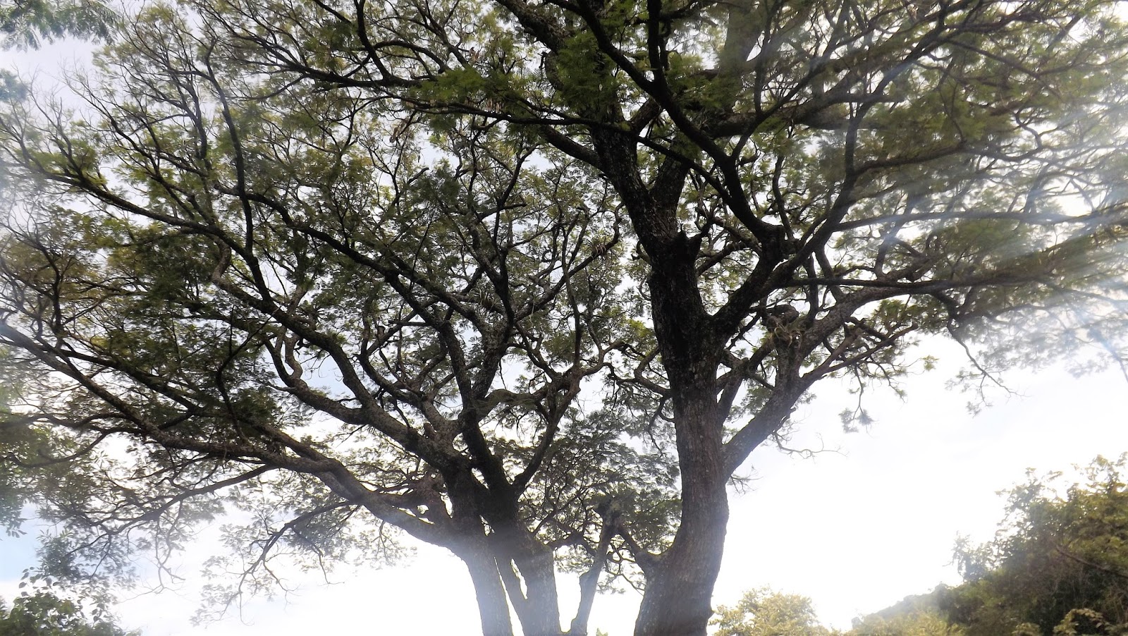 Herbario Amatlán MCDPB16: Tepehuaje. Lysiloma acapulcensis