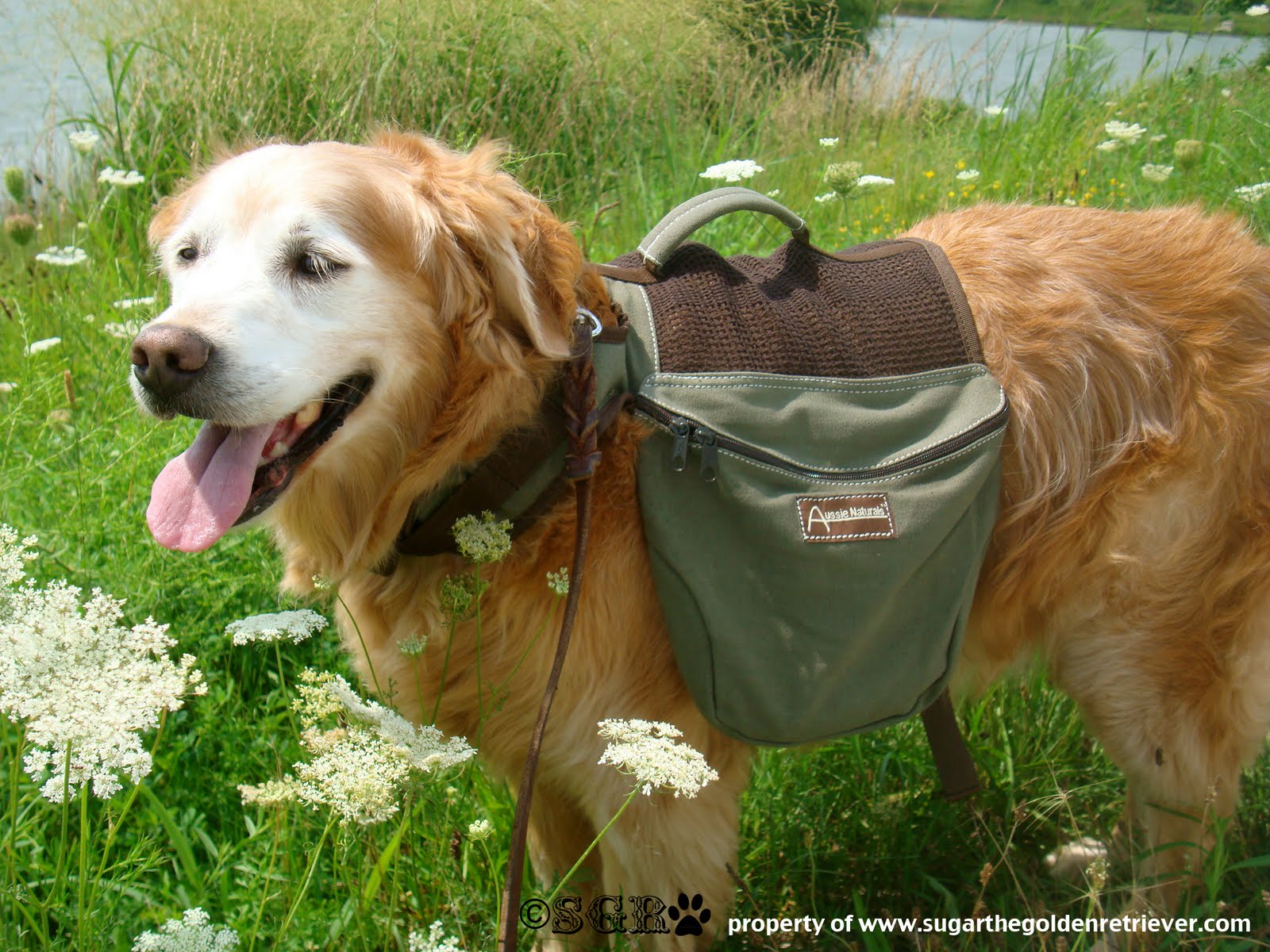 Fashion For A Hike - Golden Woofs