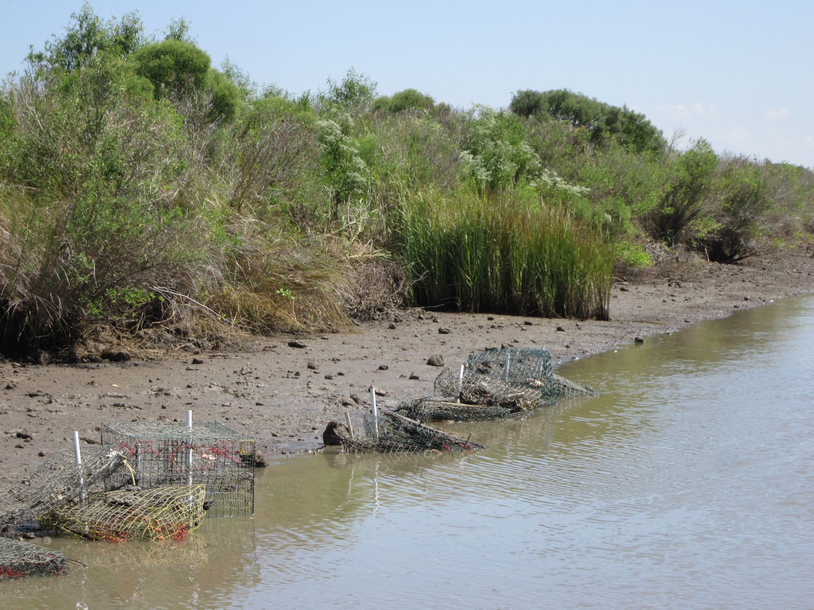 A Moment in Time: Trip to Rockefeller Wildlife Refuge Louisiana