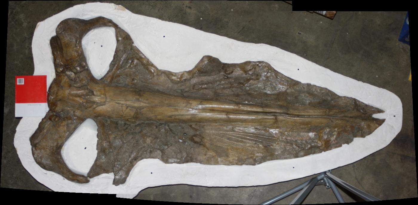 The Coastal Paleontologist: US Research trip part 2 - snapshots from ...