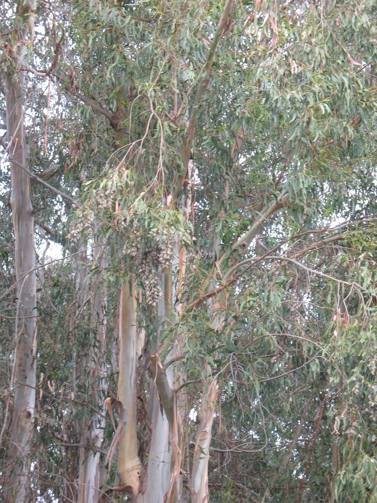 Miss Bloomers : Monarch Spring Tea Table