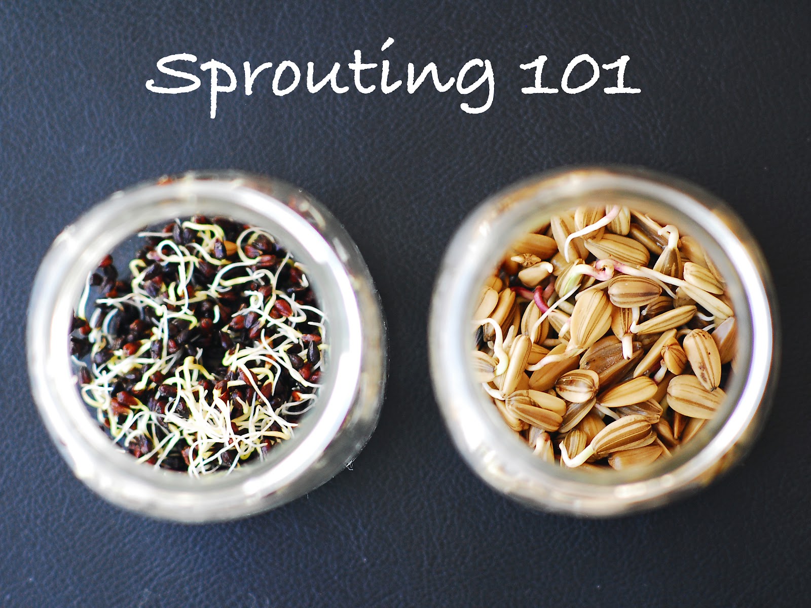 Sprouting 101 | SAS does ...: Sprouting 101