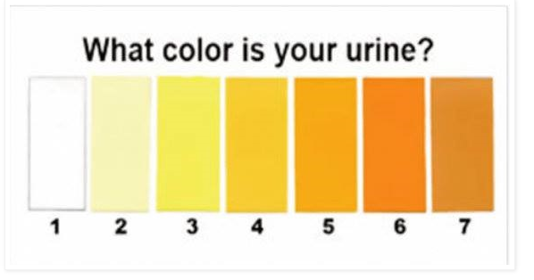 This Is What The Color Of Your Pee Has To Say About Your Health | News ...