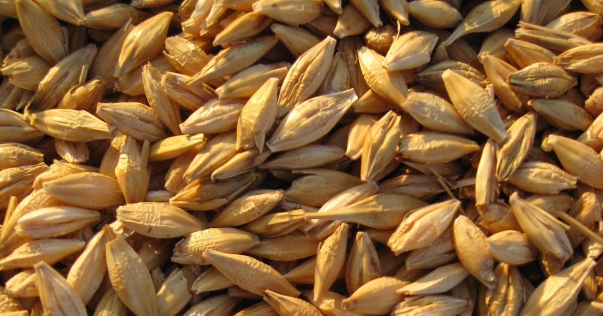 Sepa propiedades medicinales de la Cebada [Curativas] | Plantas ...