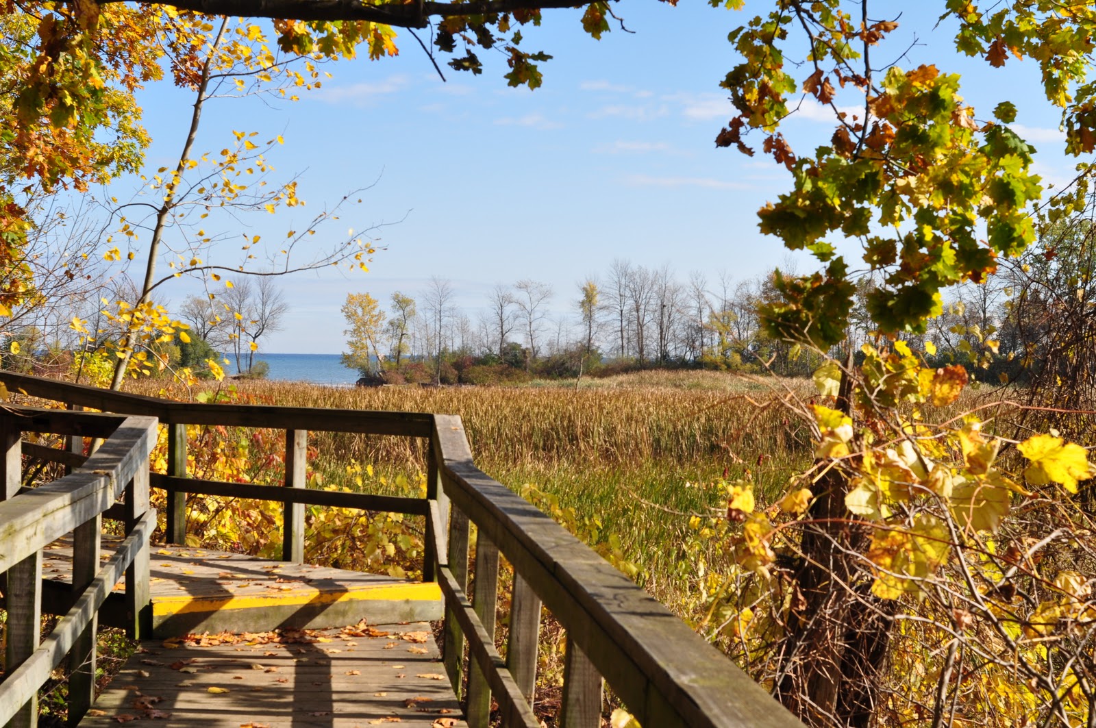 Hiking trails near Toronto: Rattray Marsh Conservation Area