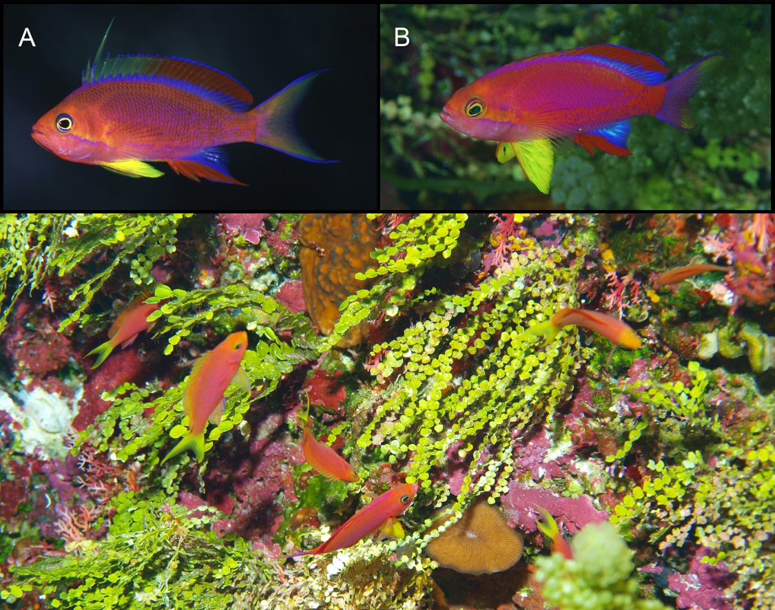 Species New to Science: [Ichthyology • 2017] Pseudanthias tequila • A ...