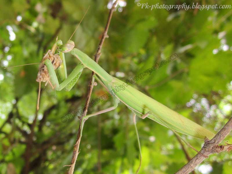 What Do Praying Mantis Eat? | Nature, Cultural, and Travel Photography Blog