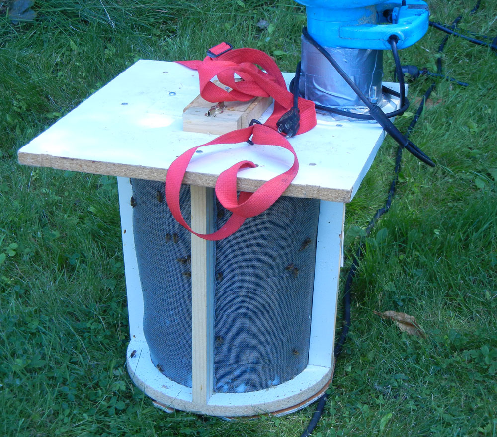 Ronna's Blog: Bye Bye Bees