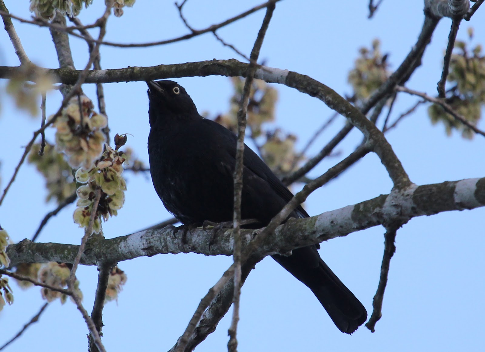 One Bird A Day: Day 156: Rusty Blackbird