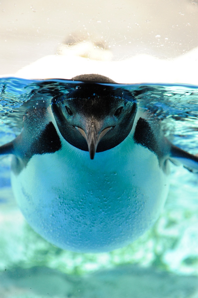 Penguin under water