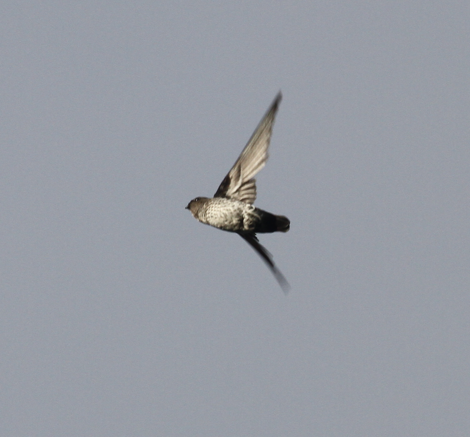 A Birder in The Philippines: Swifts, Swiftlets and Needletails