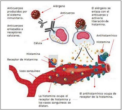Anafilaxia Enfermeria UTA: SHOCK ANAFILÁCTICO