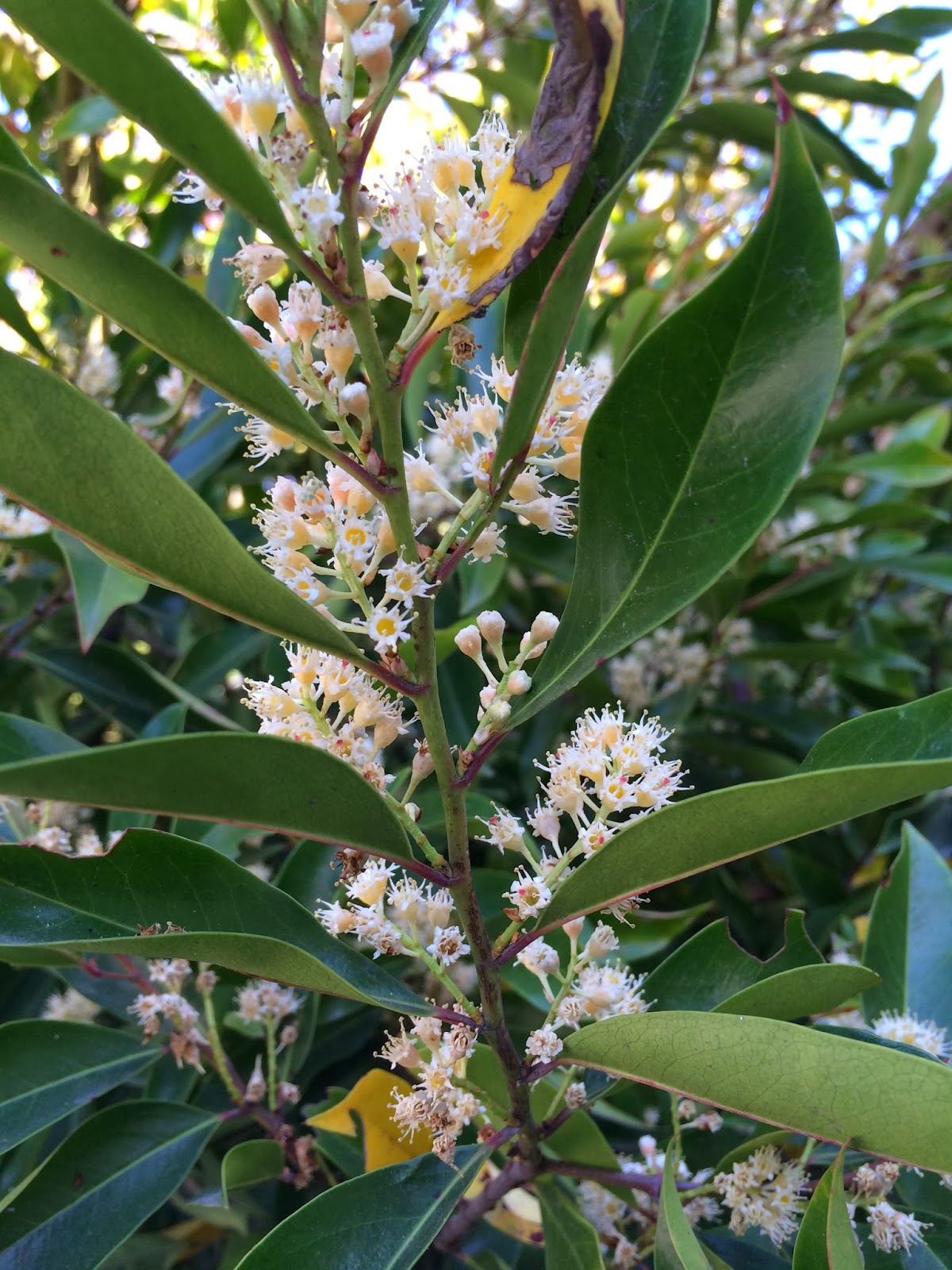 Trees of Santa Cruz County: Prunus caroliniana - Carolina Cherry Laurel