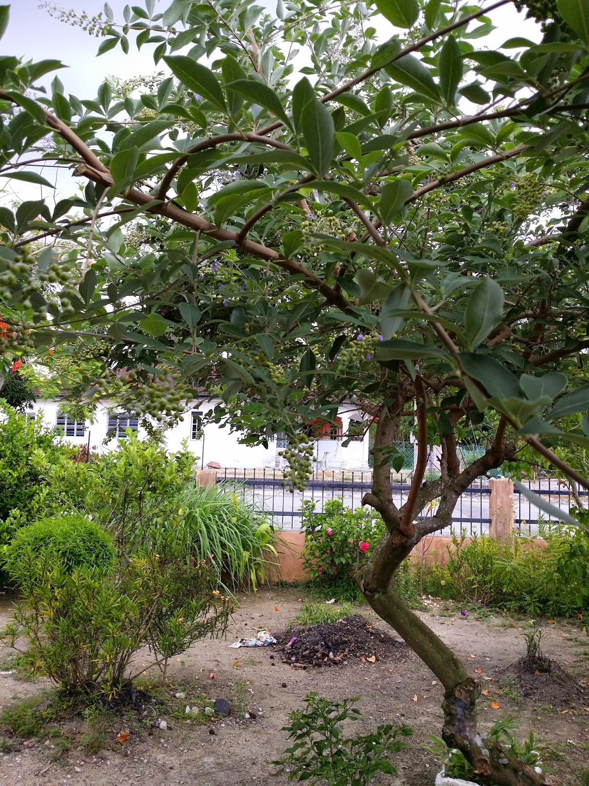 Xing Fu: WHITE LEMUNI LEAVES