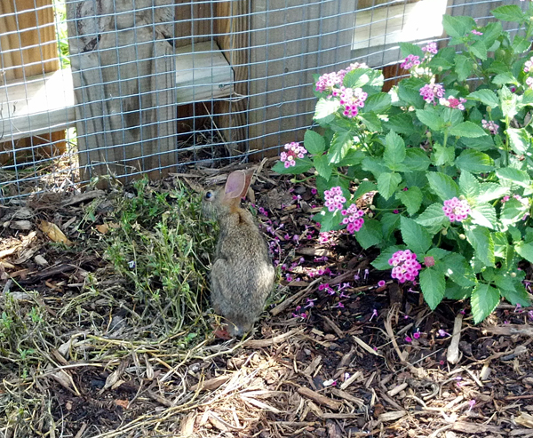 Moristotle & Co.: Herding rabbits