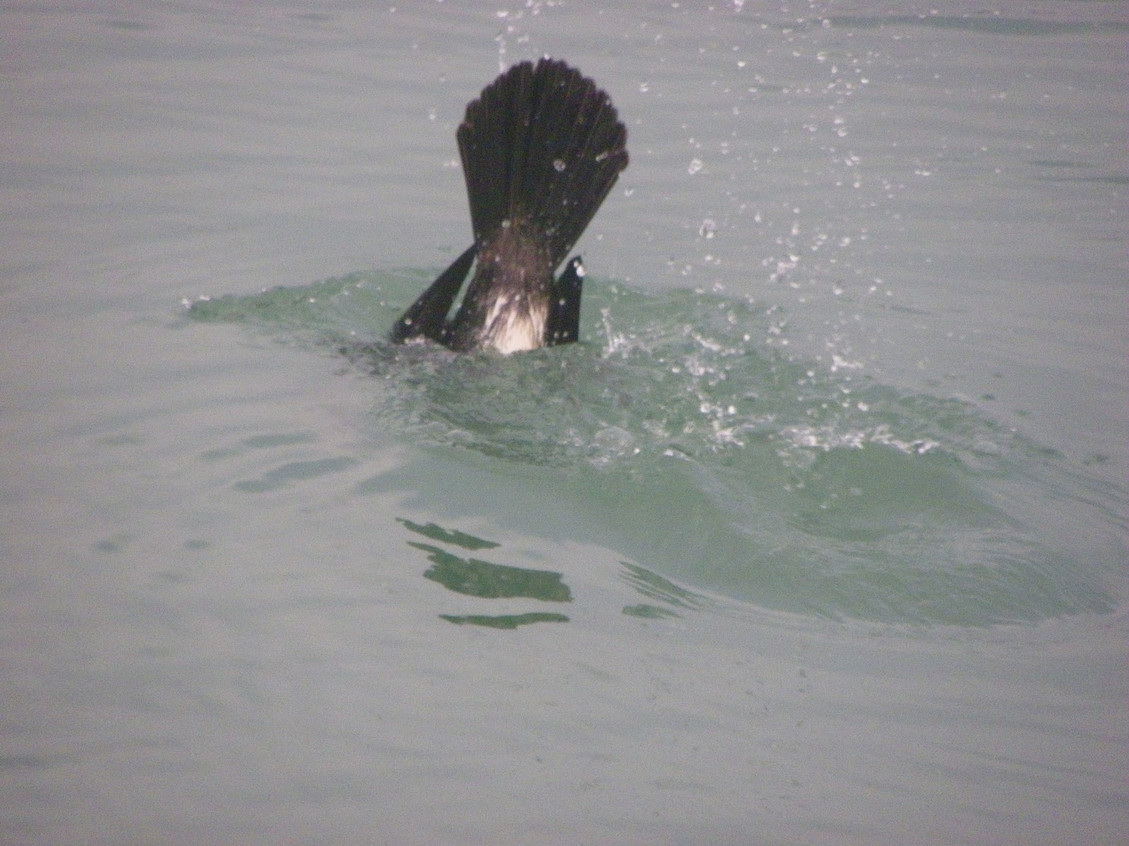 Martlets and Mavericks; adventures from Sussex birders! : November 2012