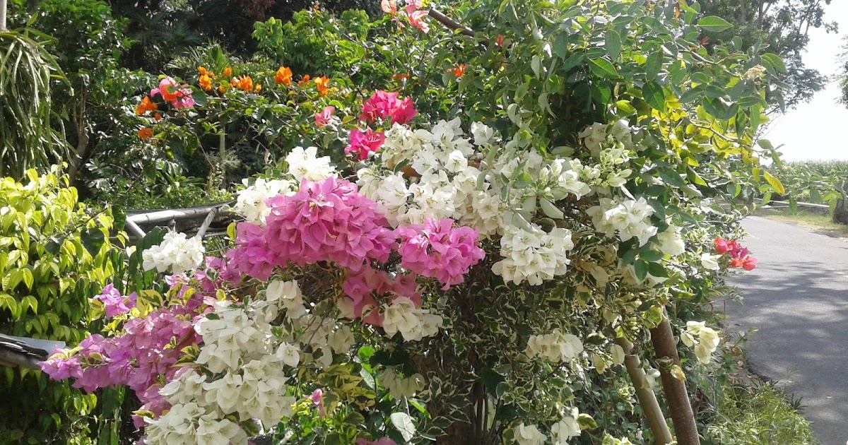 Cara Menanam dan Merawat Bunga Bougenville