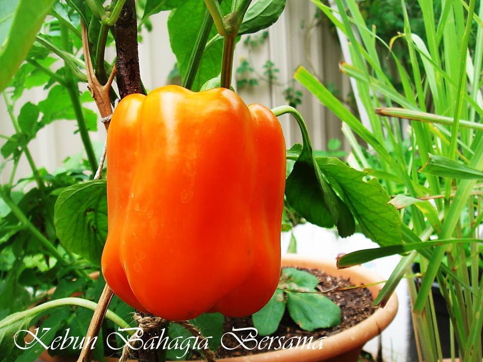 Kebun Bahagia Bersama: Heirloom Capsicum Golden Calwonder