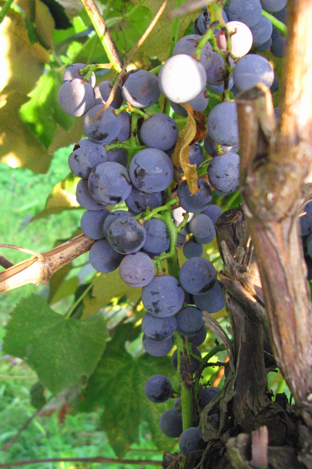 Just*Grand: Pumpkins Galore!