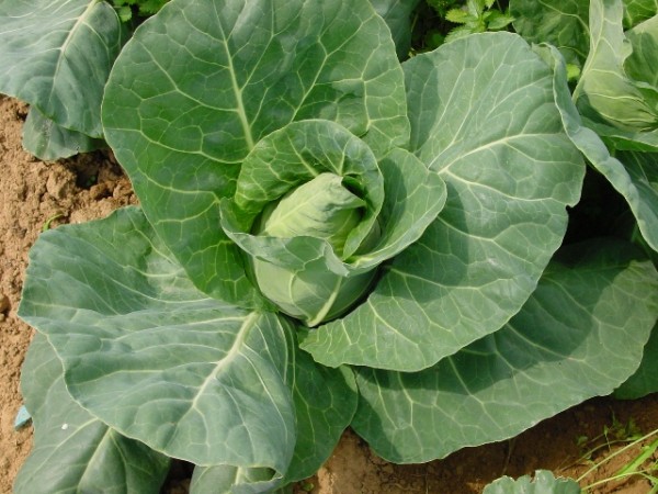 O Poder dos Alimentos: Couve - Jobson Hastings | Um verdadeiro de tudo ...