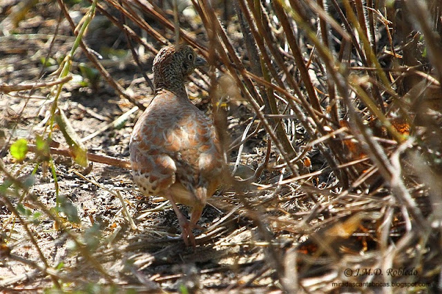 Miradas Cantábricas: Torillo andaluz: el ave que jamás pensé que ...