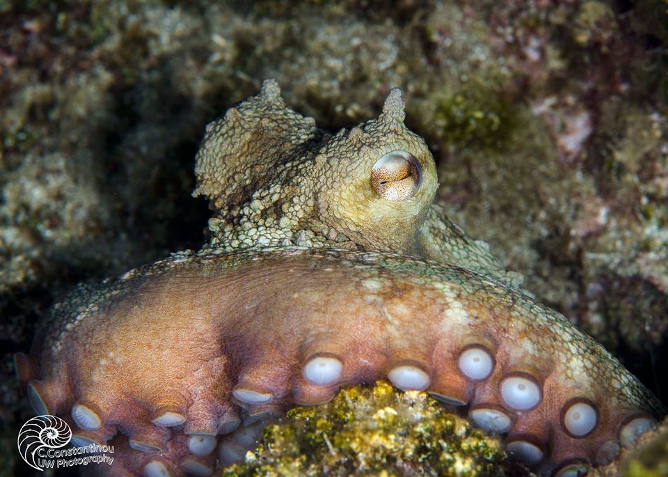 Biodiversity of Cyprus by NGO Protection of the Natural Heritage and ...