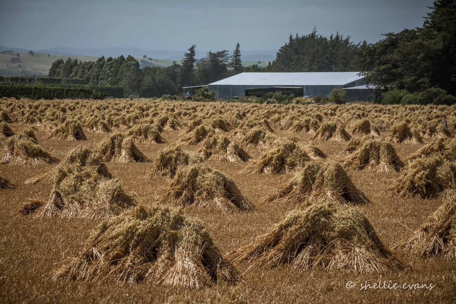 Two Go Tiki Touring: Stooks in Winton