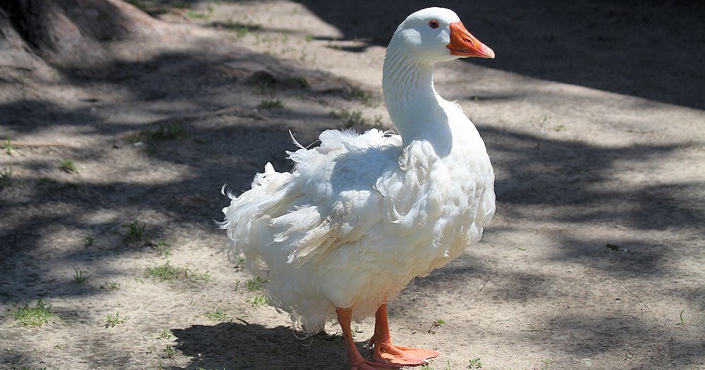 An English Girl Rambles from 2016 to ....: WHITE GEESE AND GUINEA FOWL