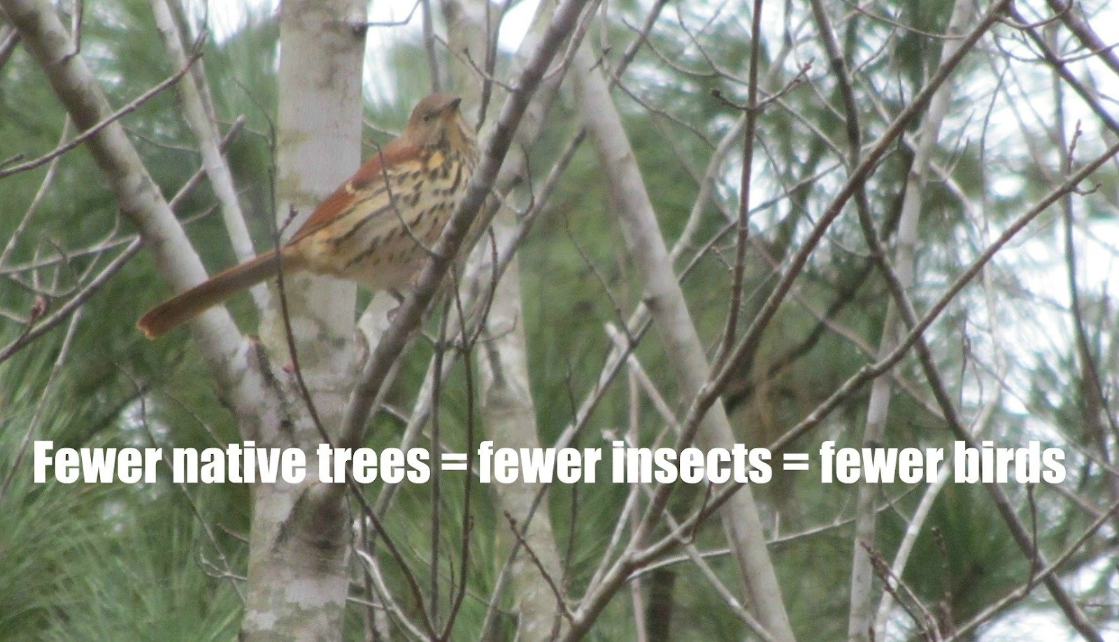 Using Georgia Native Plants: Arbor Day in Georgia