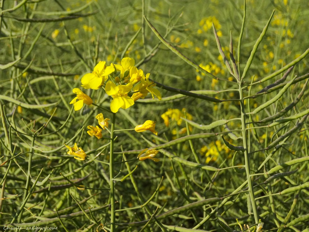 Chwile zaChwycone: Kwitnący rzepak