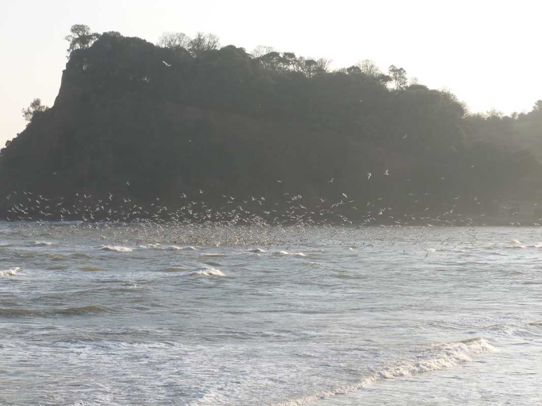 Soggibottom: Girl Rona in Teignmouth and Dartmoor -3 deg c.