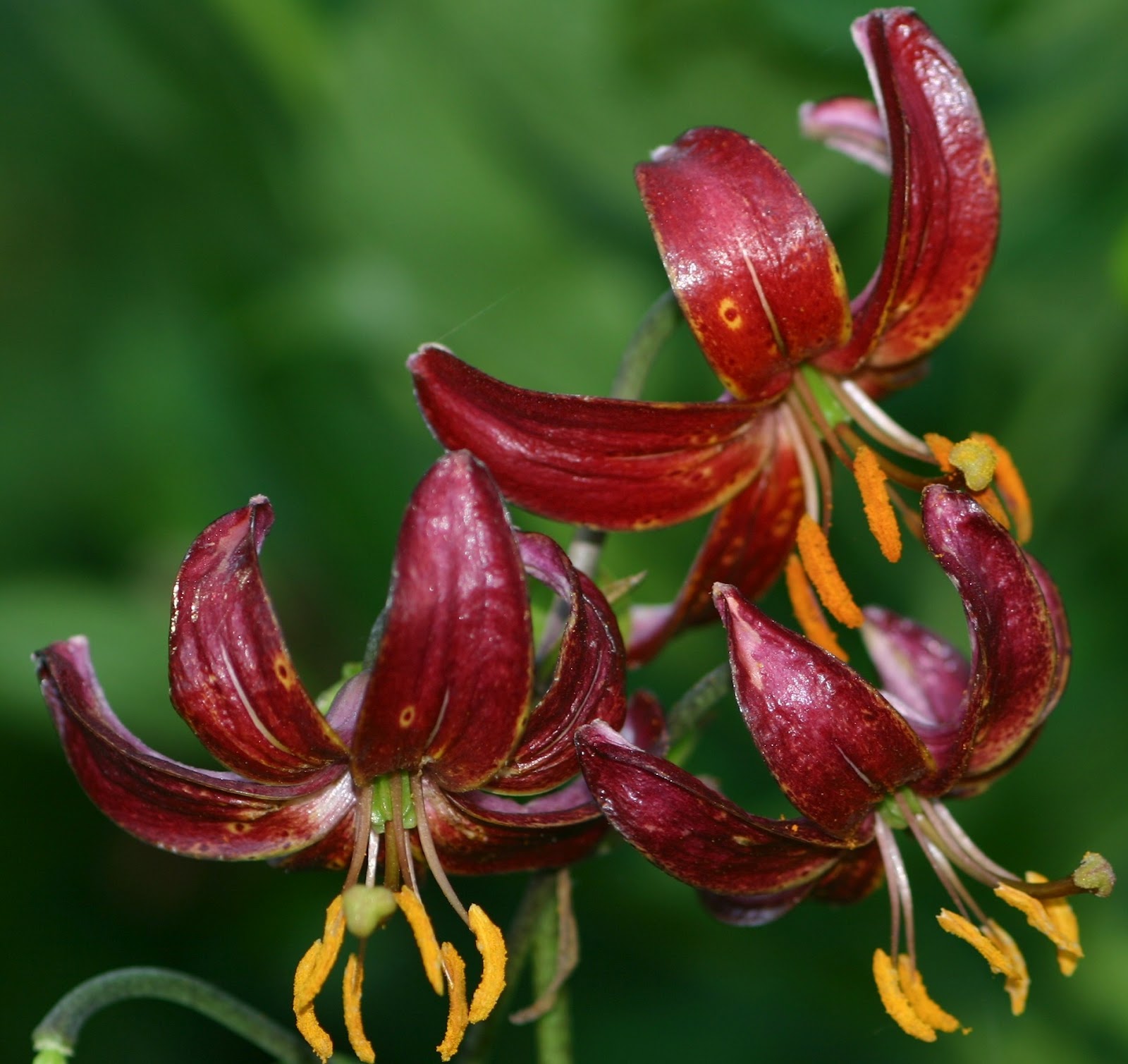 Lilium Flowers: Lily Flowers - How Florists Choose and Care For Fresh ...