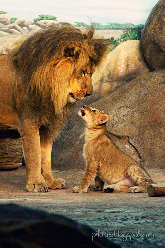 León y su cachorro Naturaleza | Pik-Mix