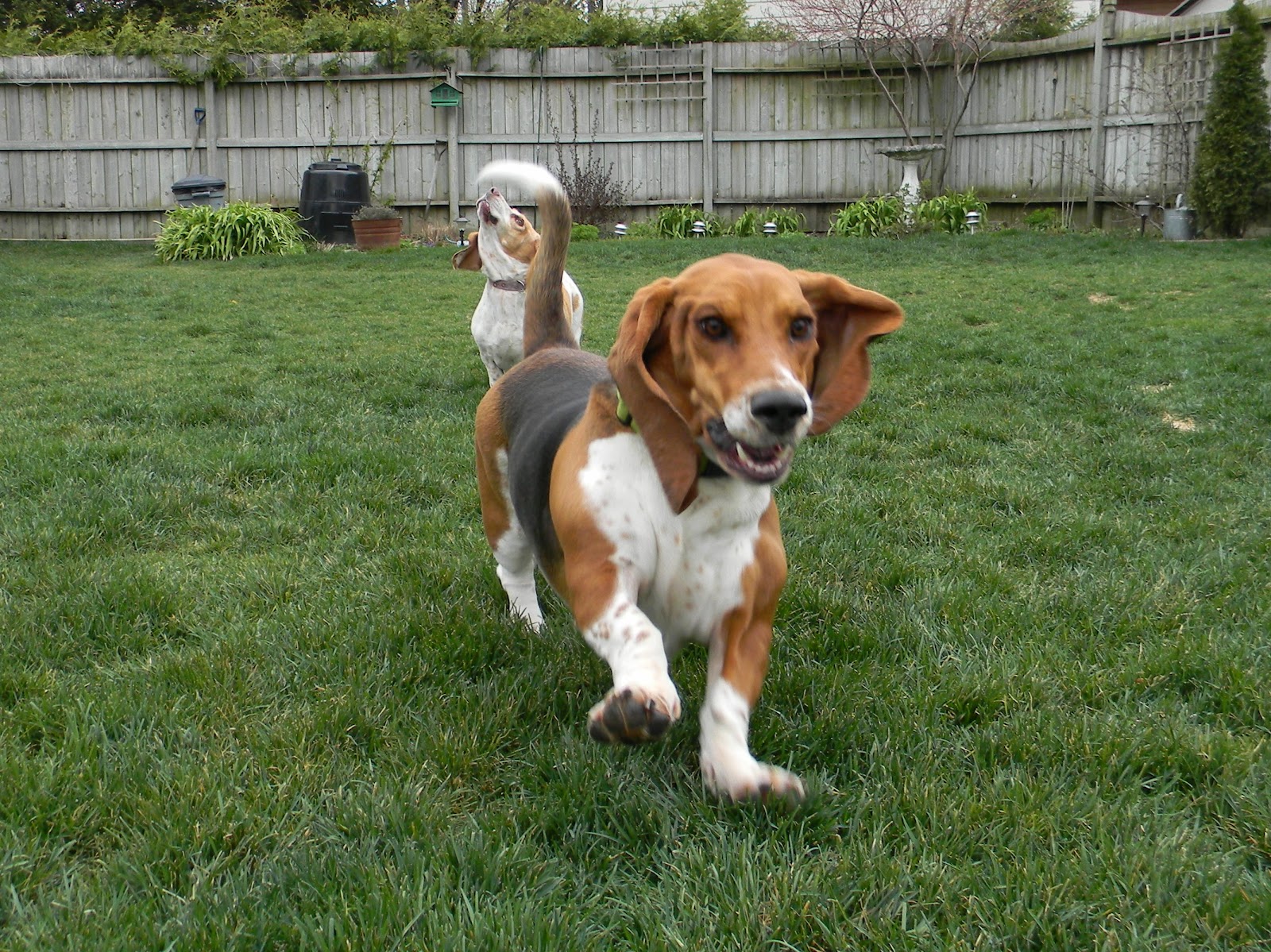 Basset Momma: Rainy Day Random Pics
