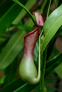 Real Monstrosities: Pitcher Plant