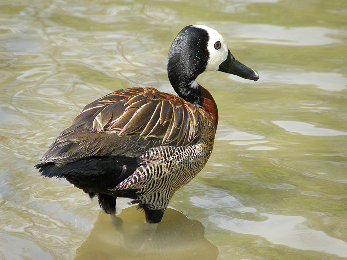 Foto-Natura-Huesca: PATO SIRIRI PAMPA Dendrocygna viduata Carl von ...