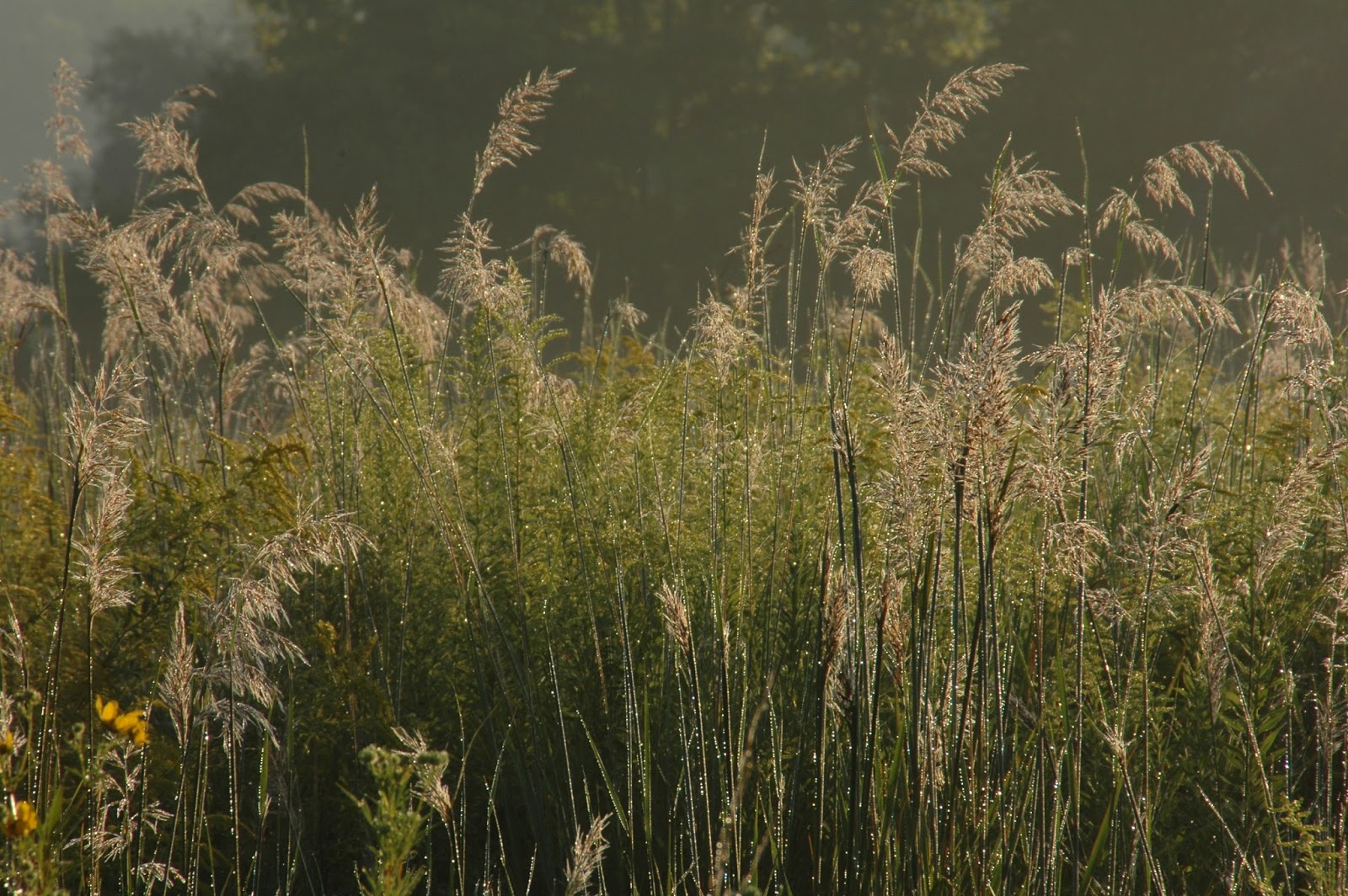 Ohio Wildlife Education Update: Ground Preparation and Warm Season Grasses
